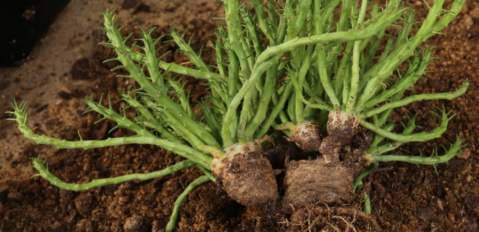 Euphorbia flanaganii | PlantZAfrica